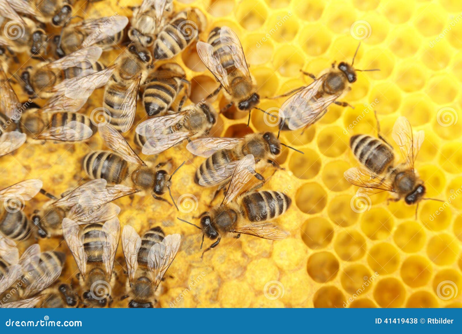 Some dancing bees stock photo. Image of busy, drink, dance - 41419438