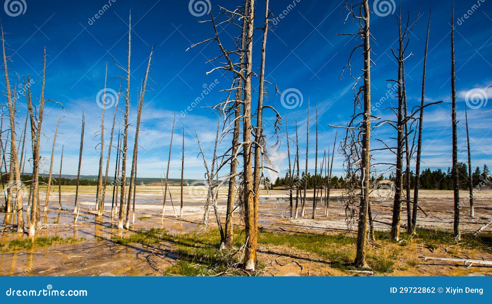 Dead Pines in Yellowstone Park Stock Photo - Image of yellowstone ...