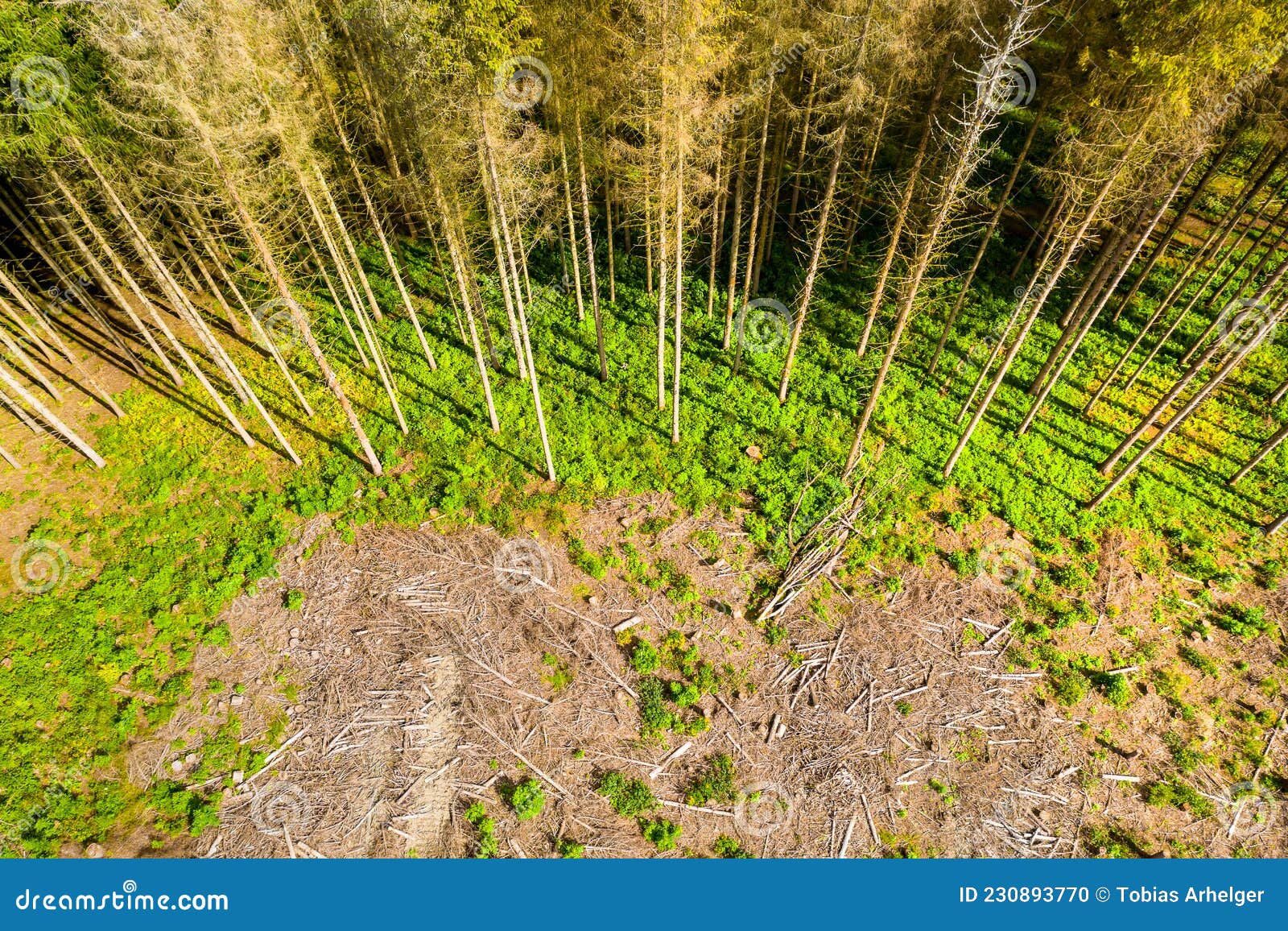 Dead trees from above stock photo. Image of beetle, shadow - 230893770