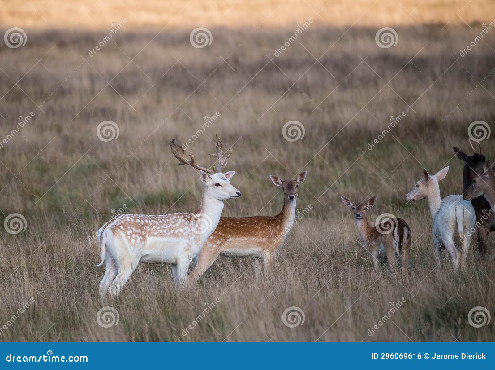 Some Deer Relaxing in the Grass Stock Photo - Image of deer, wild ...