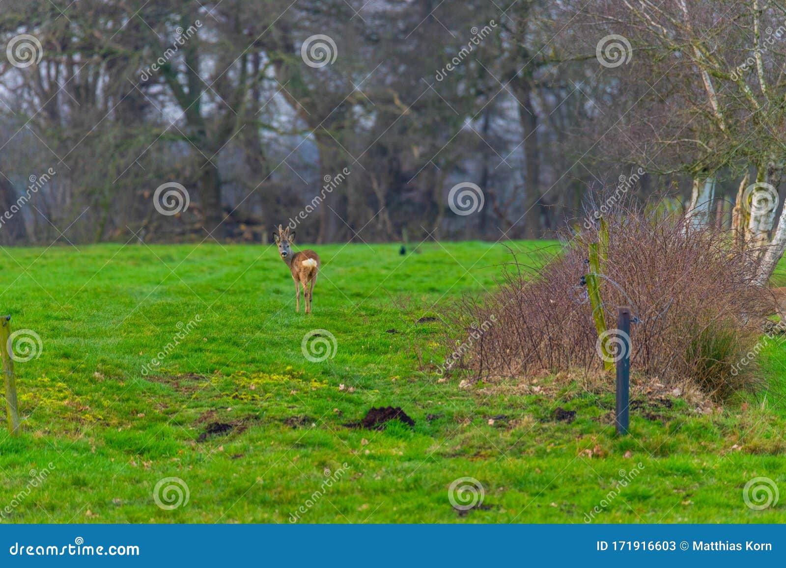 Some Deer Run Across a Green Field in the Evening Stock Image - Image ...