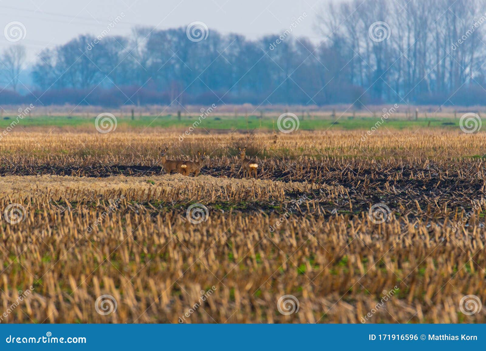 Some Deer Run Across a Plowed Corn Field in the Evening Stock Photo ...