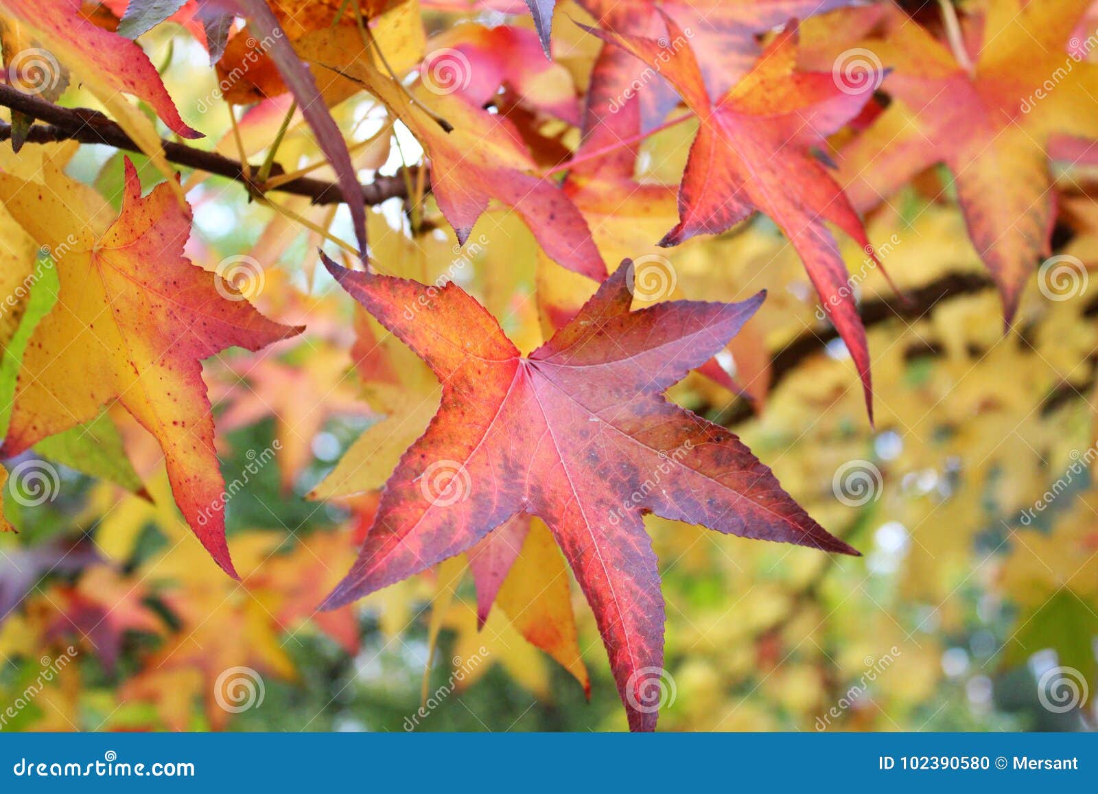 Some autumn leaves stock photo. Image of plants, leaf - 102390580