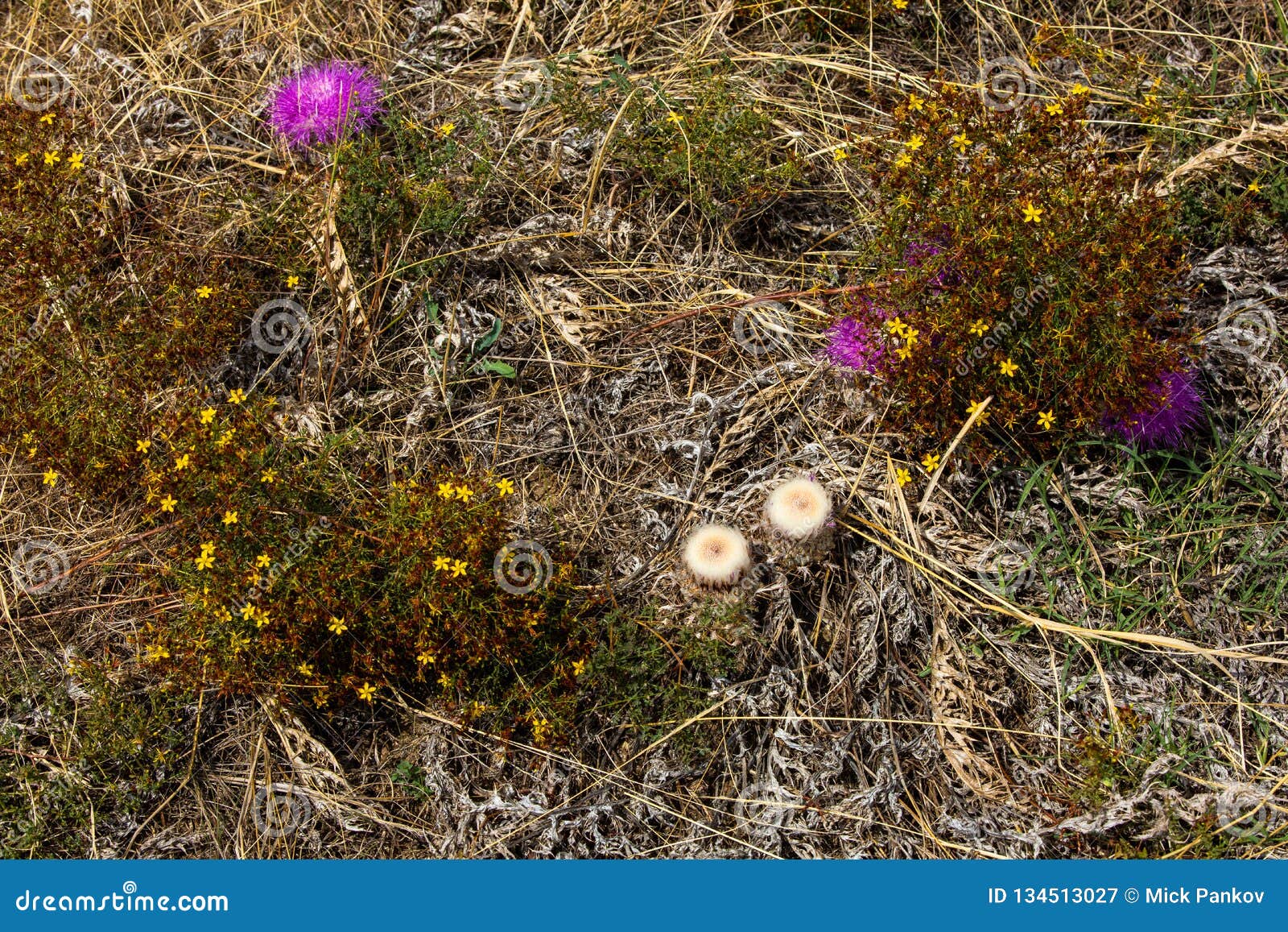Some Different Colored Flowers into Dry Grass Stock Image - Image of ...