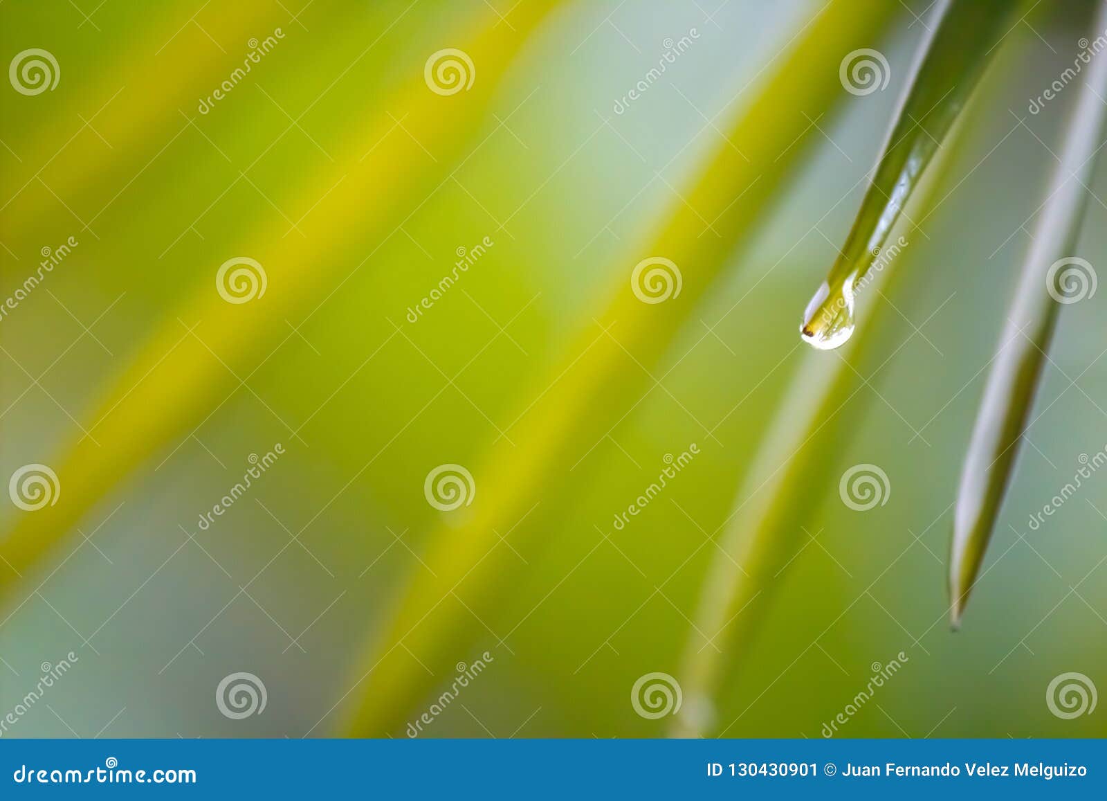 Some Drops of Water Hanging on a Thin Palm Tree Leafs Stock Image ...