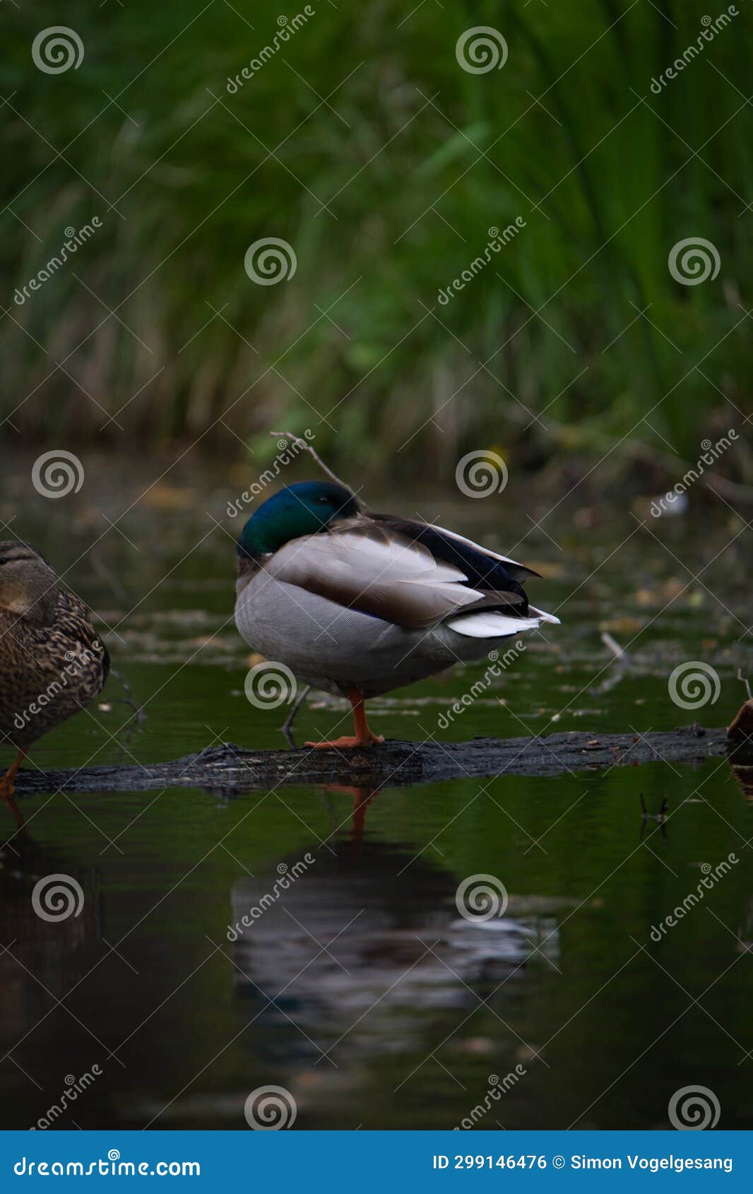 Some ducks chilling stock photo. Image of grass, river - 299146476