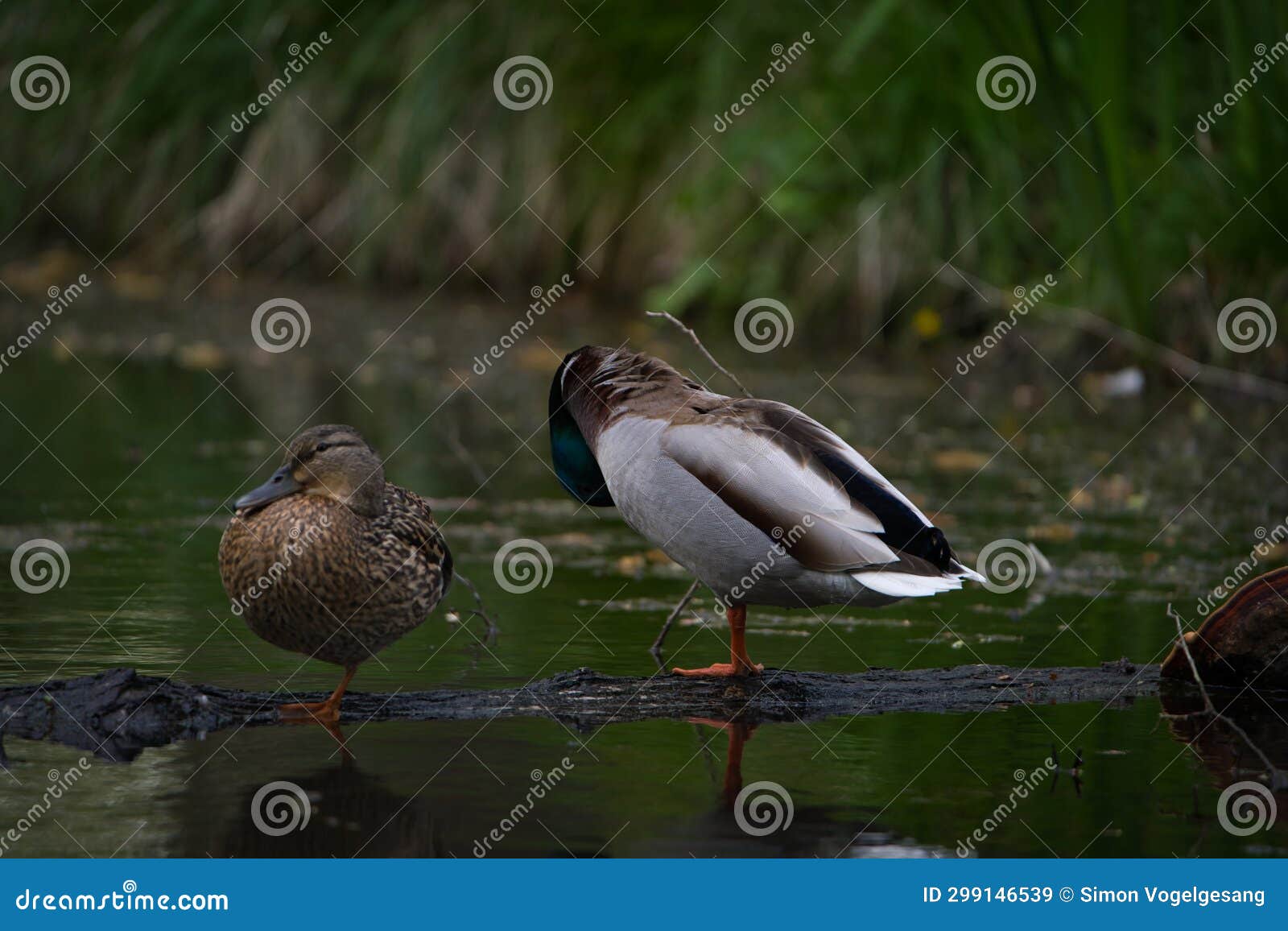 Some ducks chilling stock image. Image of wild, waterfowl - 299146539