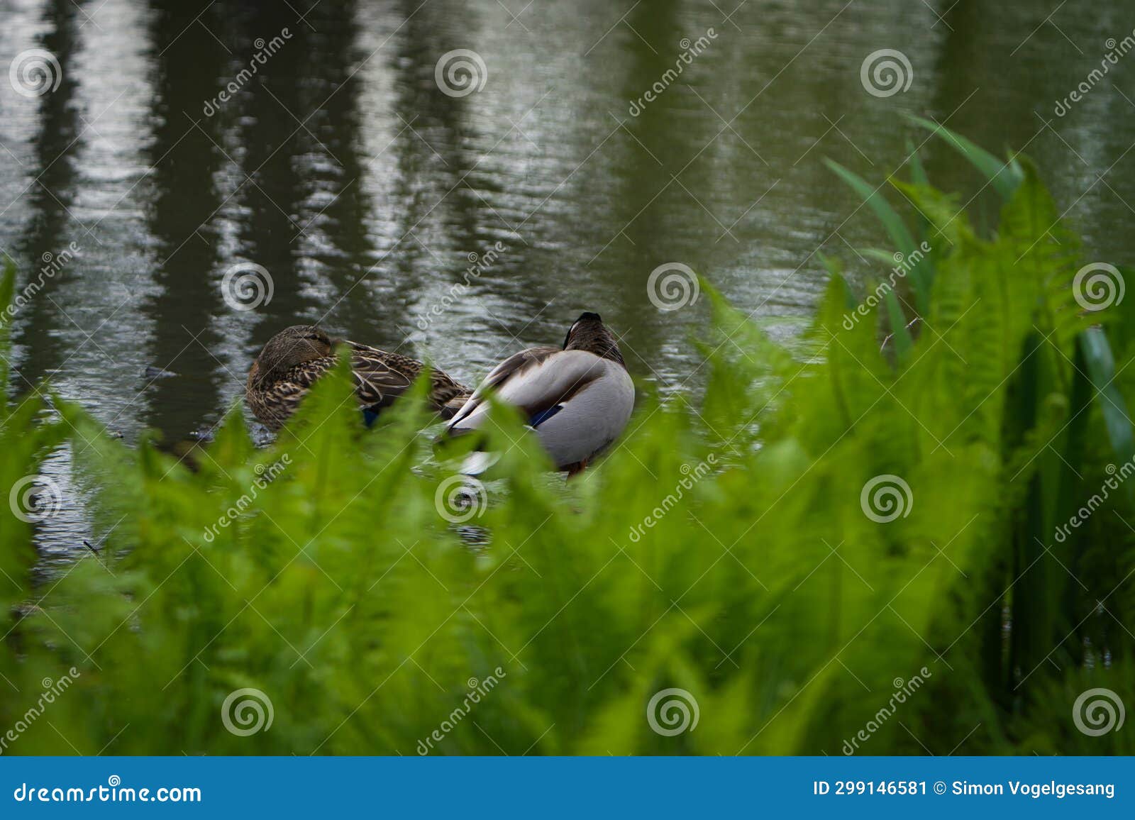 Some ducks chilling stock image. Image of wetland, meadow - 299146581