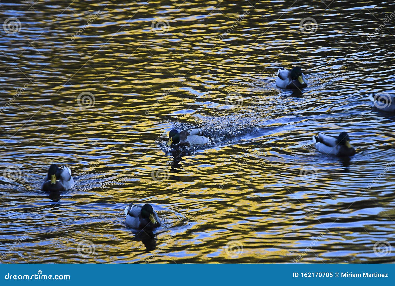 Some Ducks Swimming in the River. Stock Image - Image of swimming ...