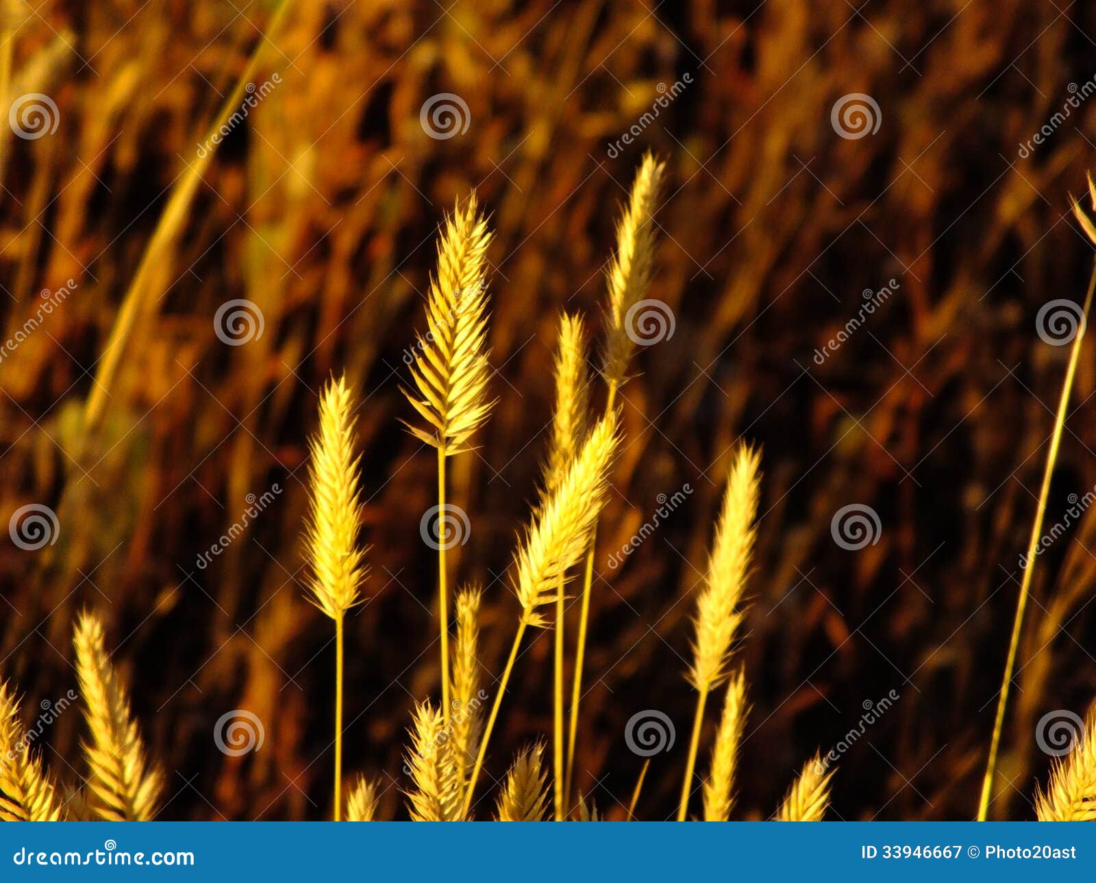 Some ears brightly lit stock image. Image of food, danger - 33946667