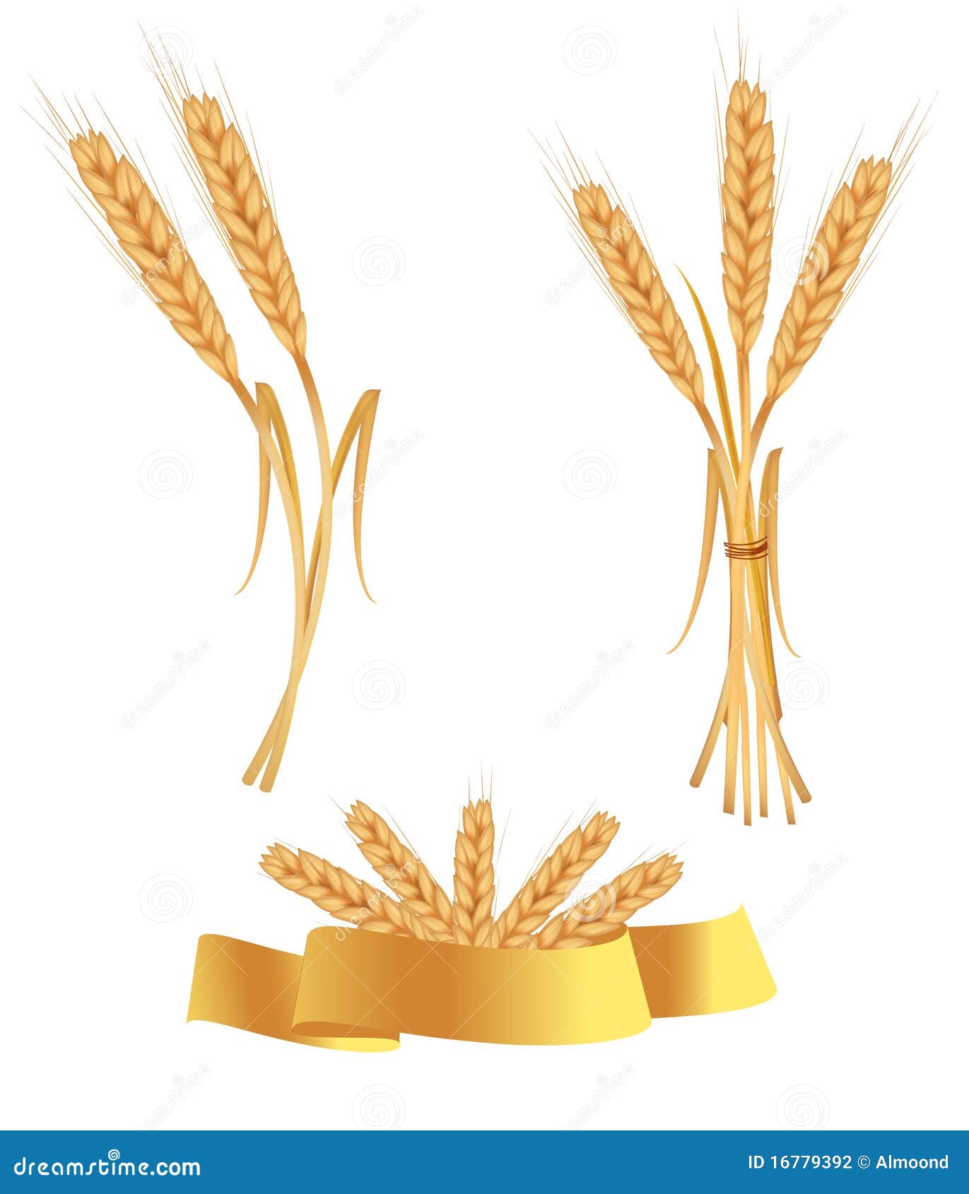 Some Ears of Wheat and Ribbon. Stock Vector - Illustration of autumn ...