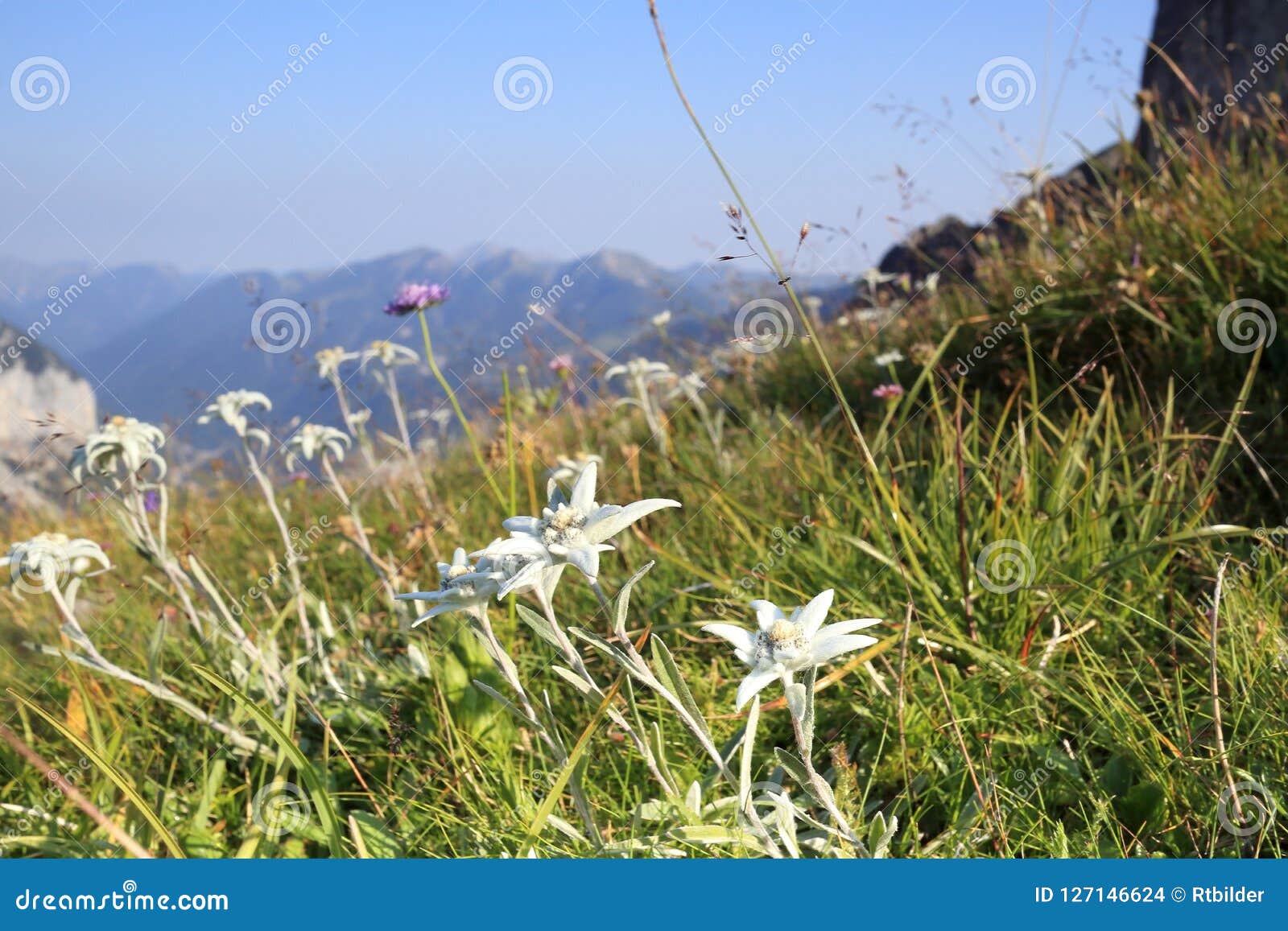 Some Edelweiss Flowers on a Field Stock Photo - Image of alpine ...
