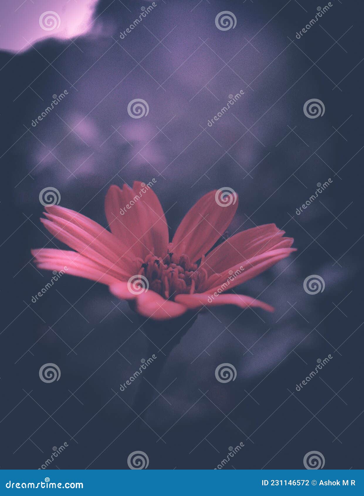 Some edited flower photos stock photo. Image of flower - 231146572