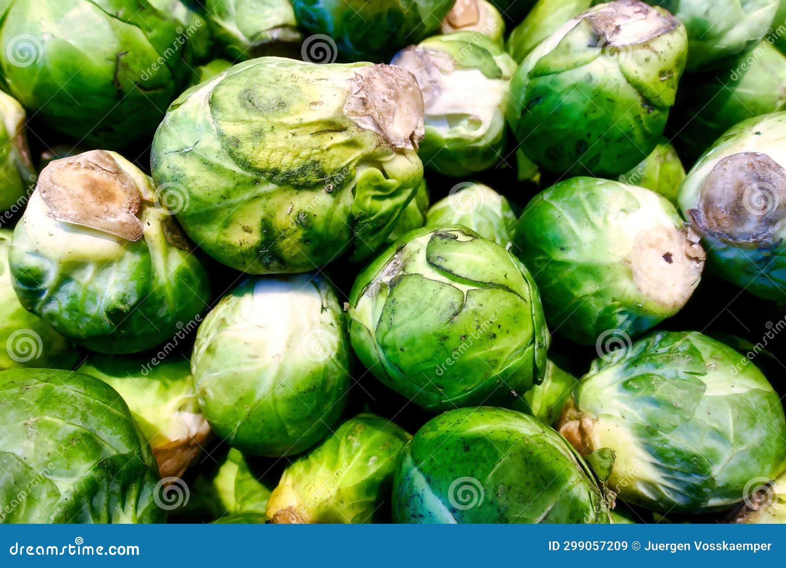 Some Examples of Colorful Brussels Sprouts Vegetables in a Box Stock ...