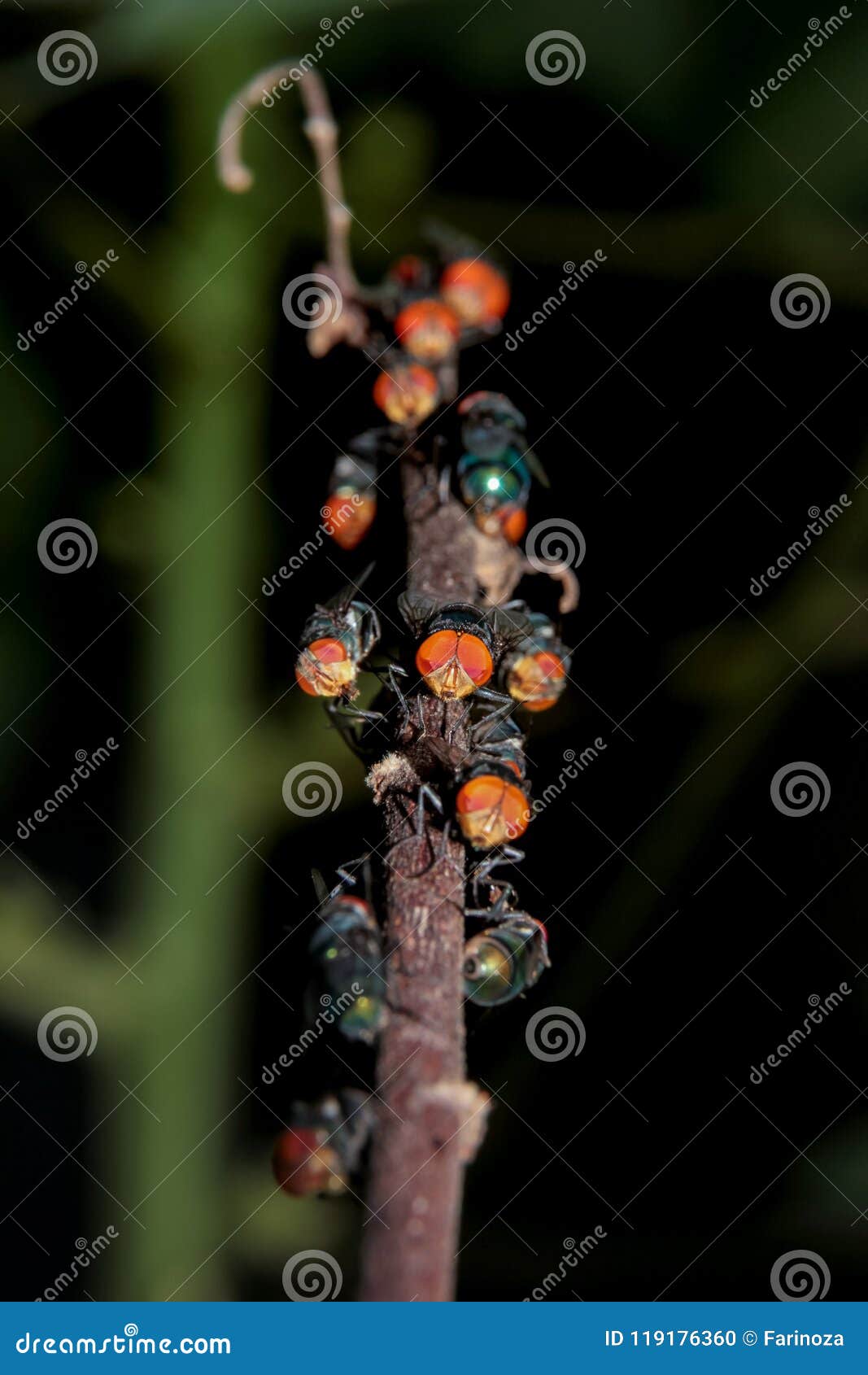 Some Exotic Flies on Branch Stock Photo - Image of crawly, group: 119176360