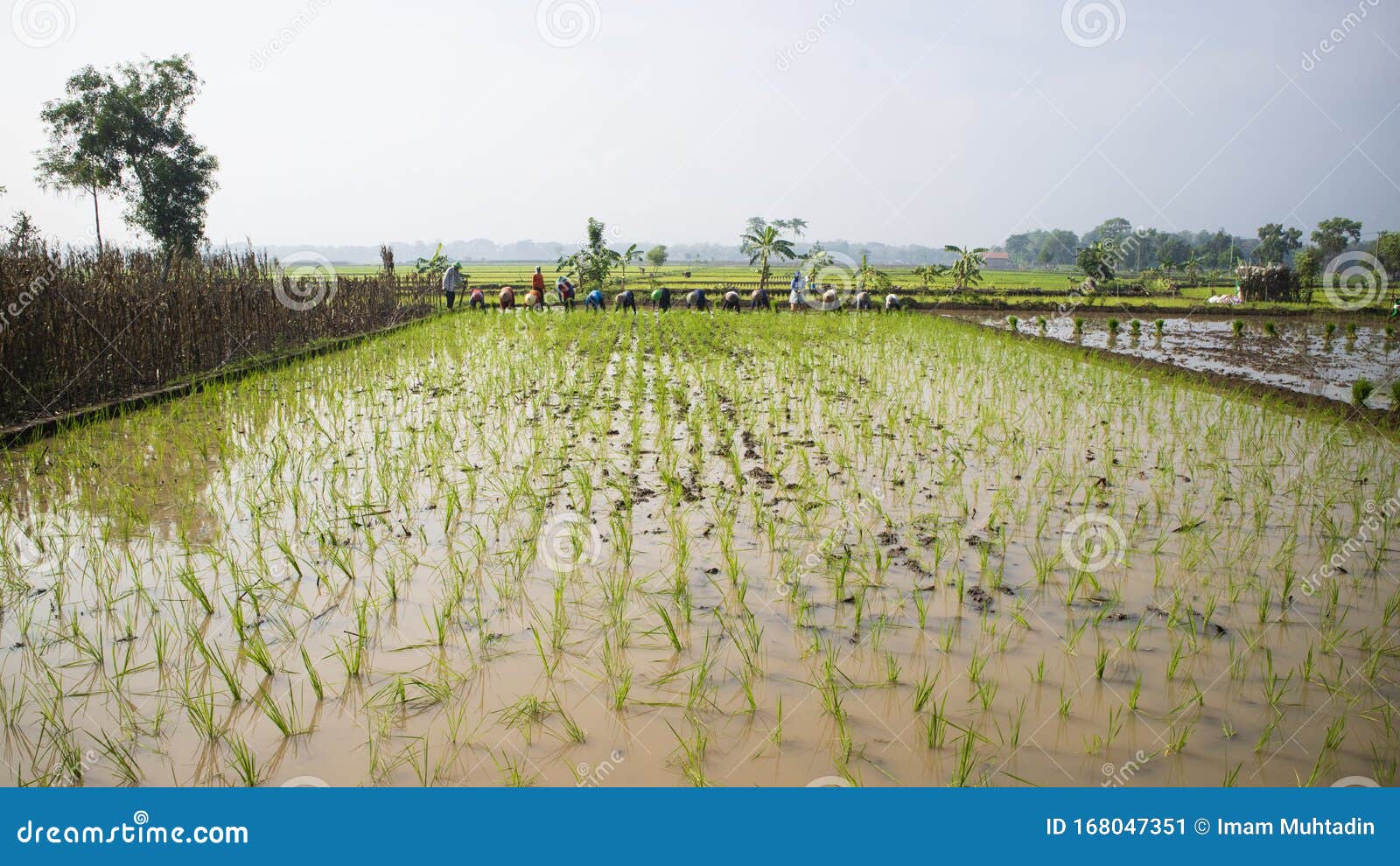 Some Farmers are Doing Rice Planting Traditionally Editorial Photo ...