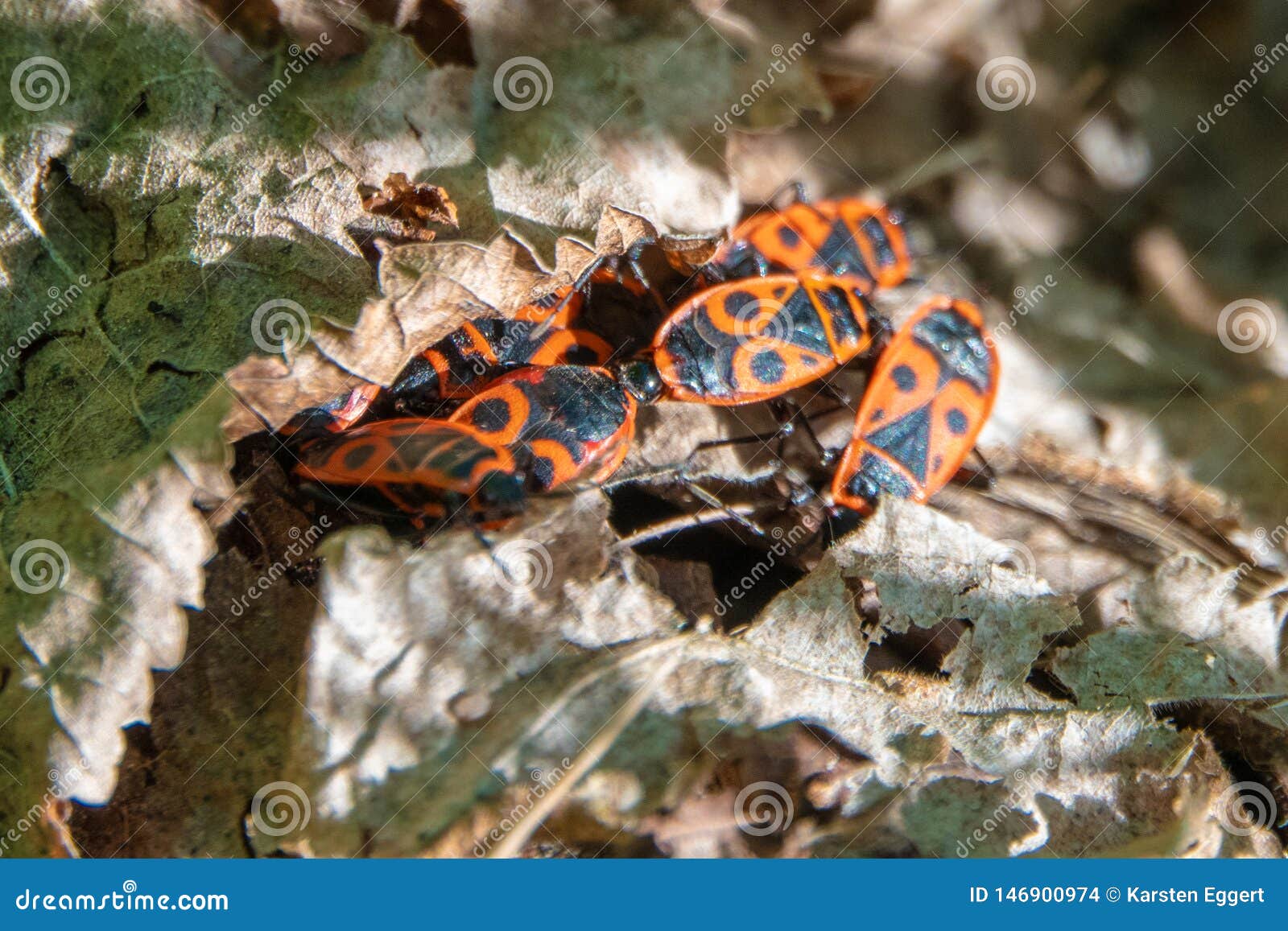 Fire Bugs Hide in the Grass Under Foliage Stock Photo - Image of ...