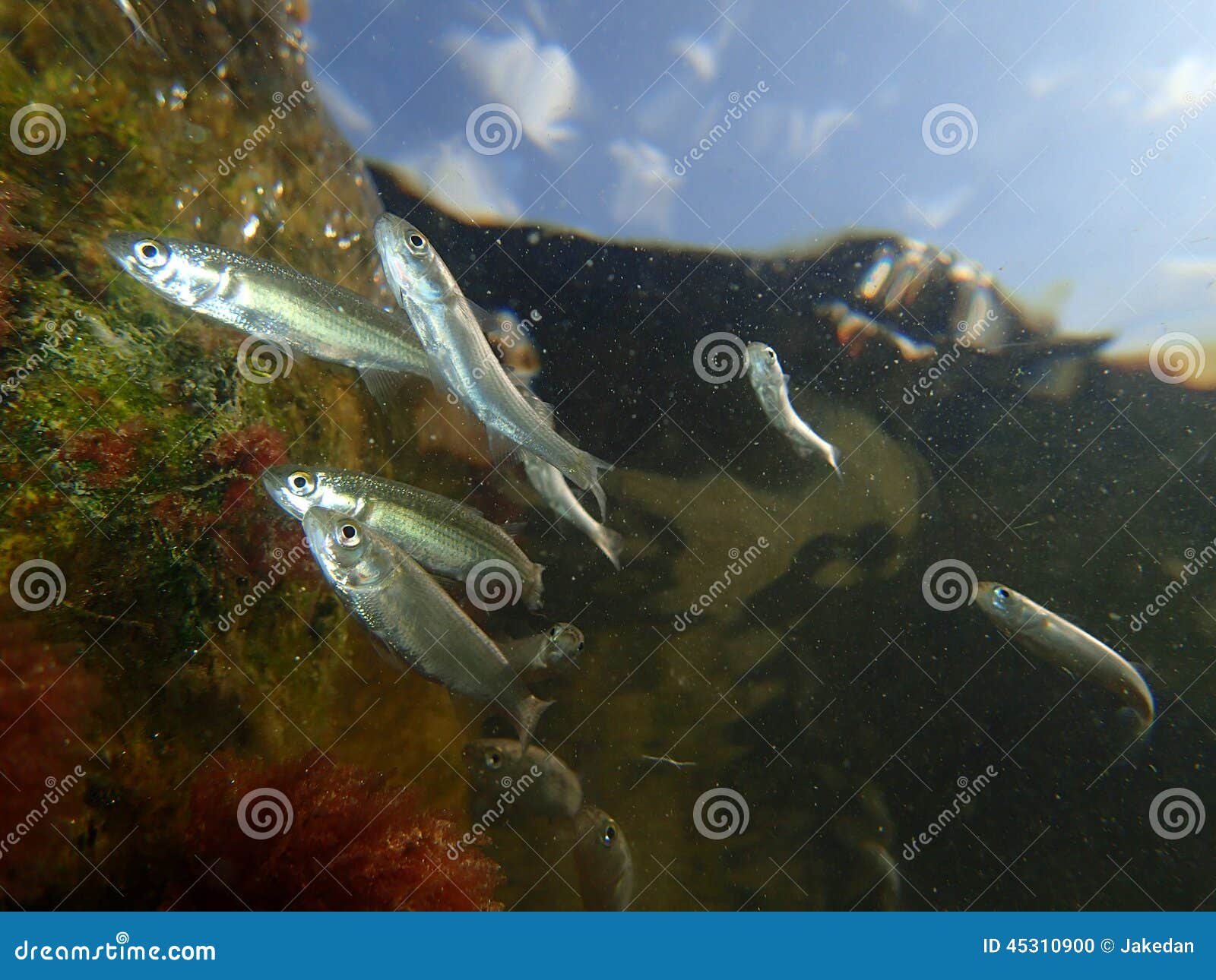 Some fish and sky stock photo. Image of swimming, animal - 45310900