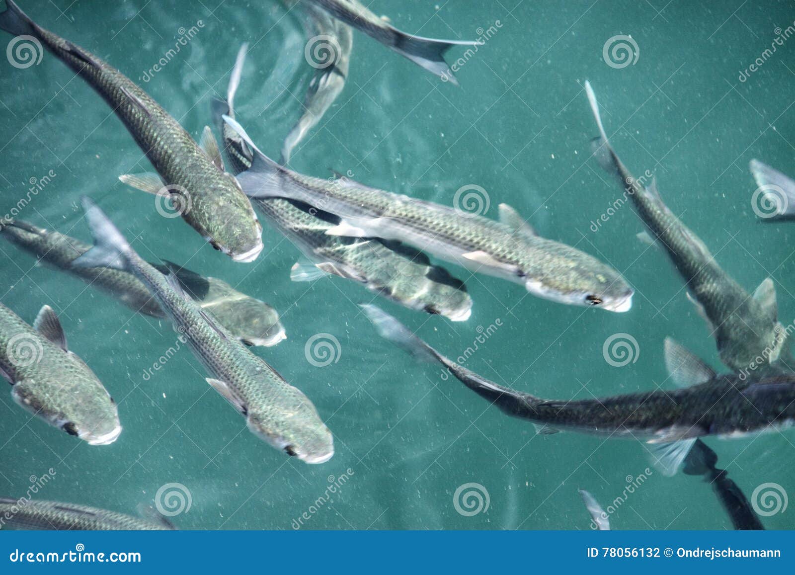 Some fish in the stream stock photo. Image of blue, water - 78056132