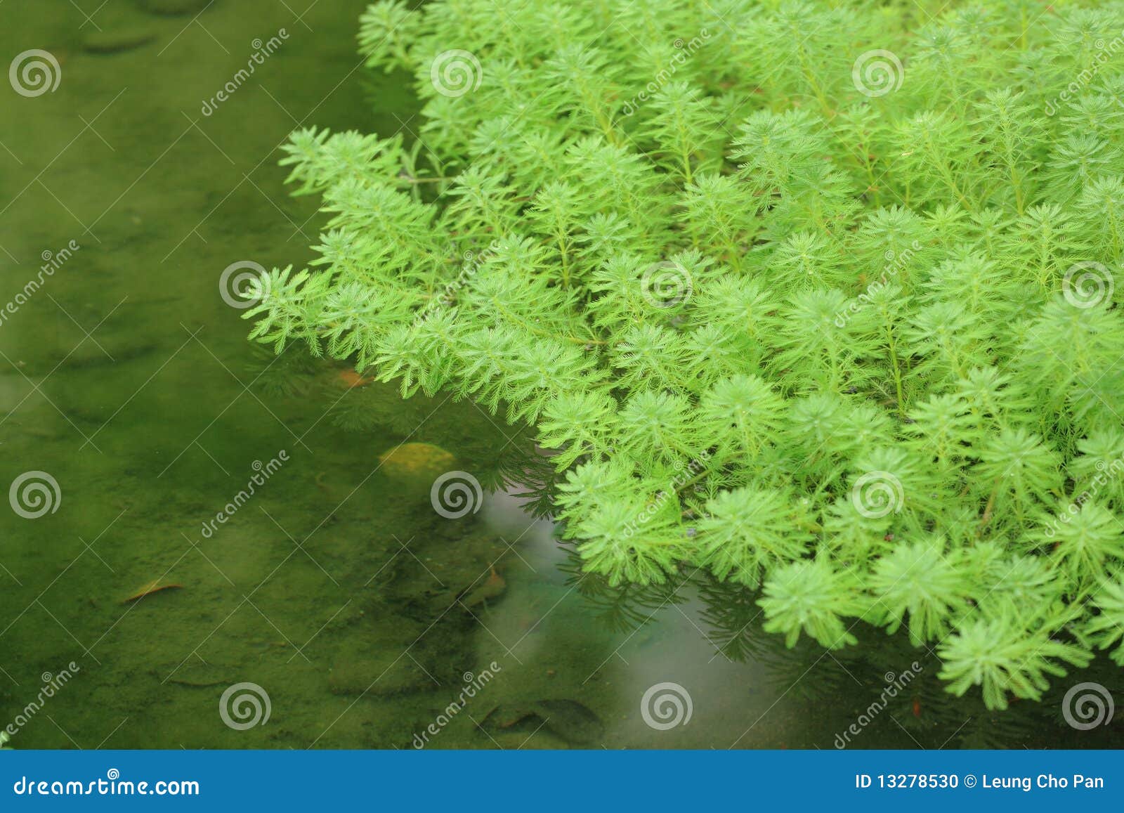 Some floating plants stock photo. Image of green, outdoors - 13278530