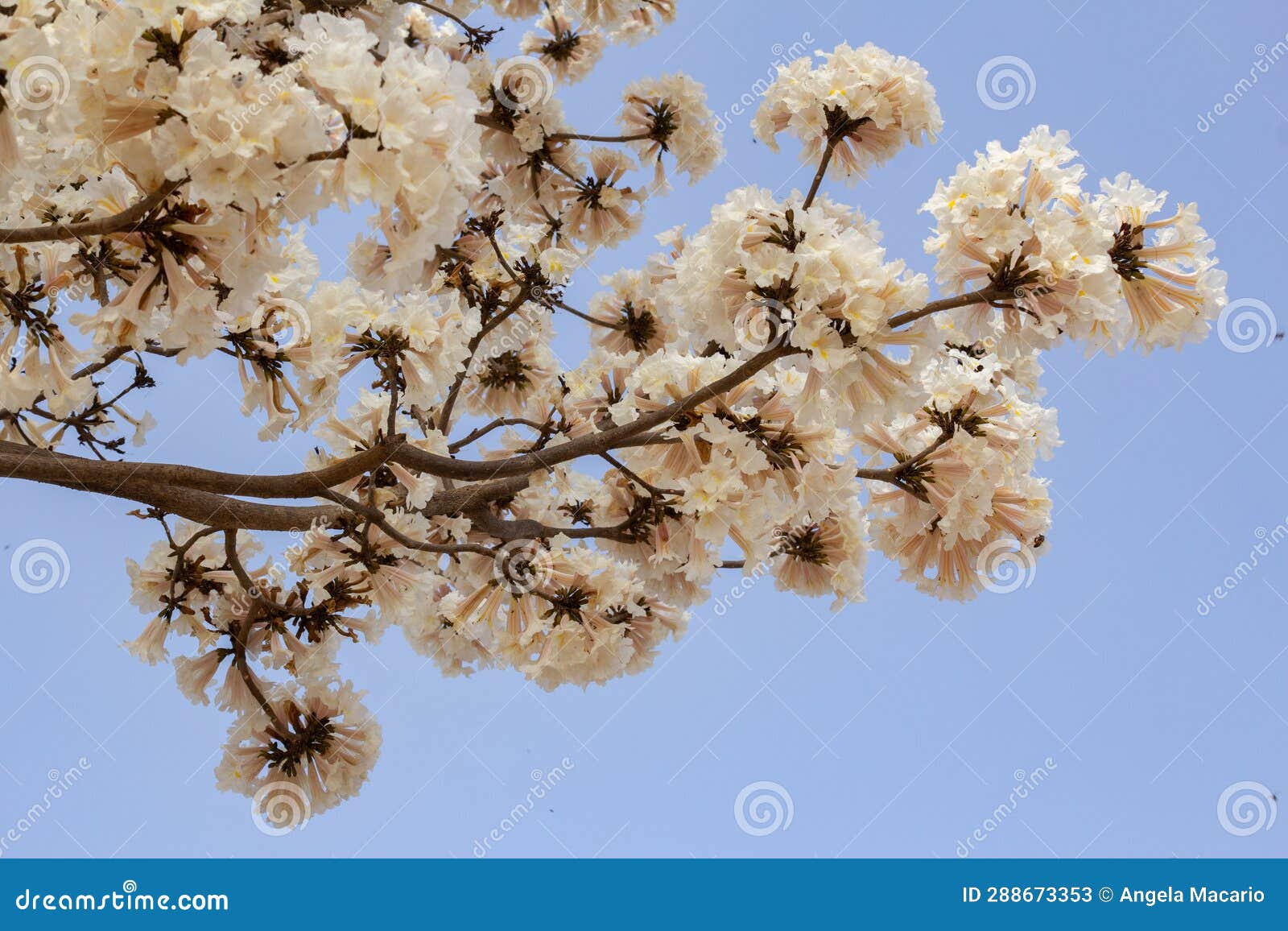 Some Flowering Branches of a White Ipe Tree. Tabebuia Roseo-alba. Stock ...