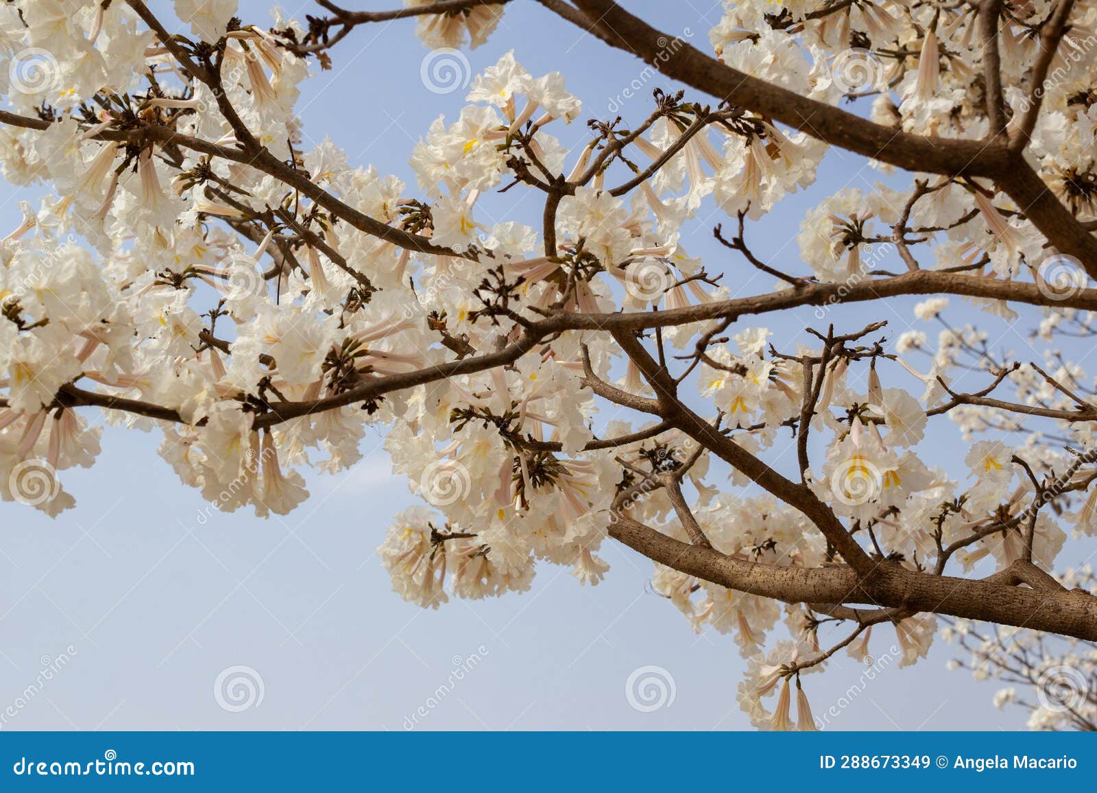 Some Flowering Branches of a White Ipe Tree. Tabebuia Roseo-alba. Stock ...