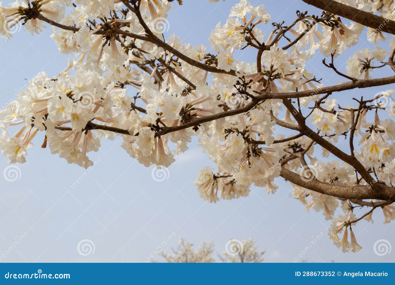 Some Flowering Branches of a White Ipe Tree. Tabebuia Roseo-alba. Stock ...