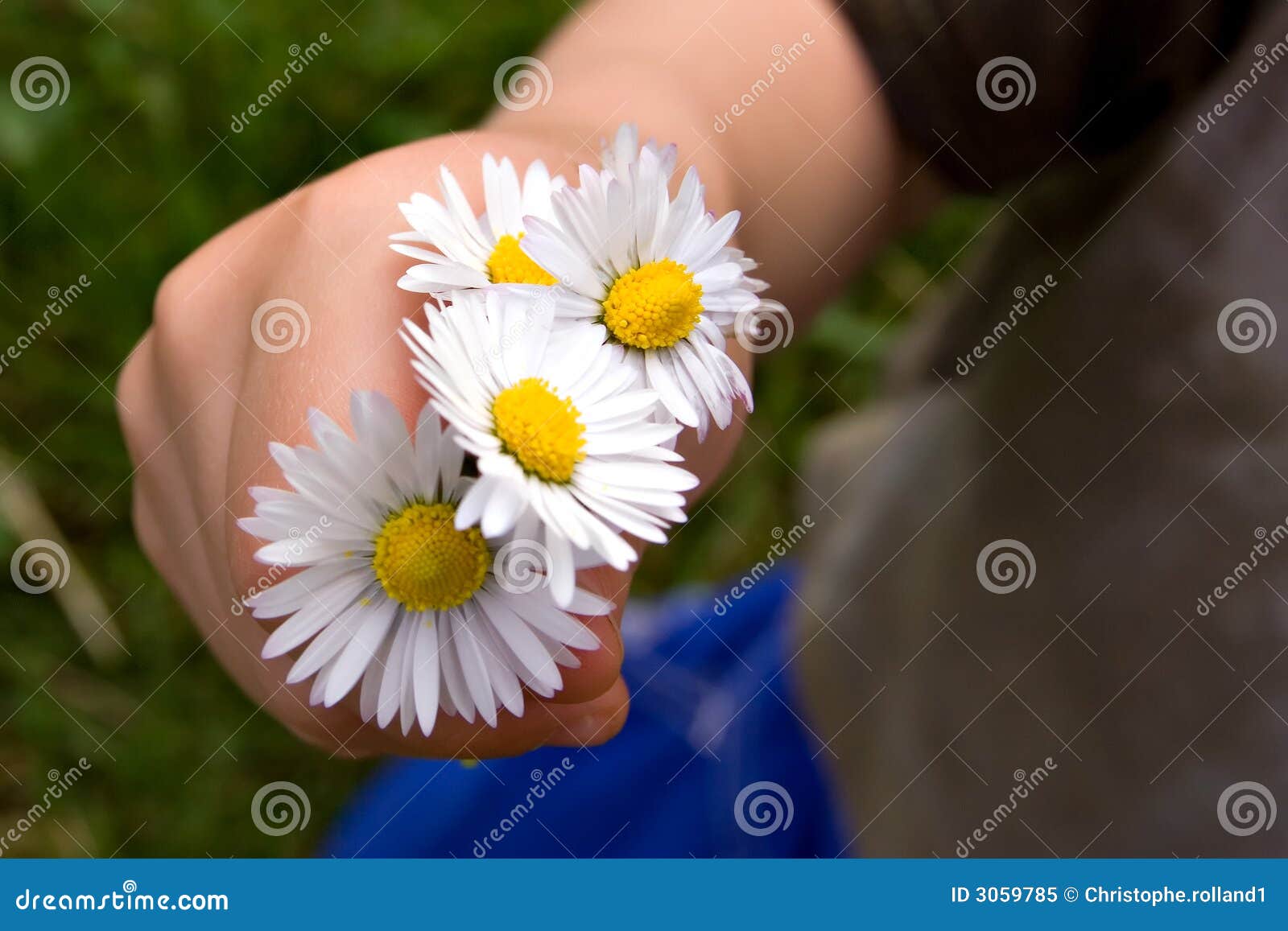 Some flowers stock image. Image of concept, nature, hand - 3059785