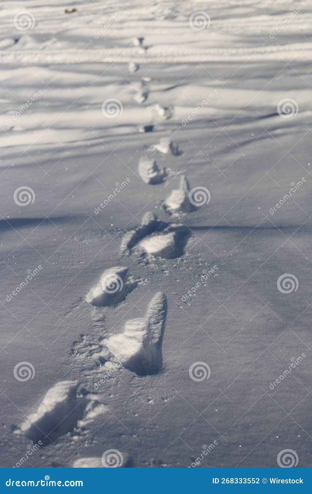 Footsteps on Snow Making a Trail Stock Photo - Image of trail, hiking ...