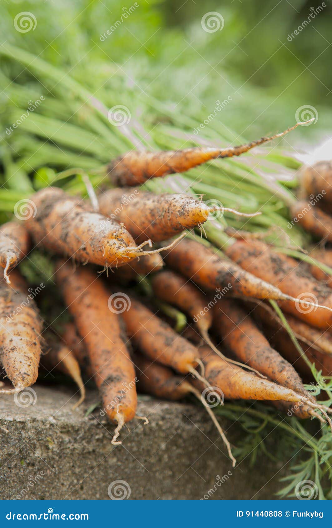 Some Fresh Harvested Carrots on the Ground Stock Photo - Image of ...