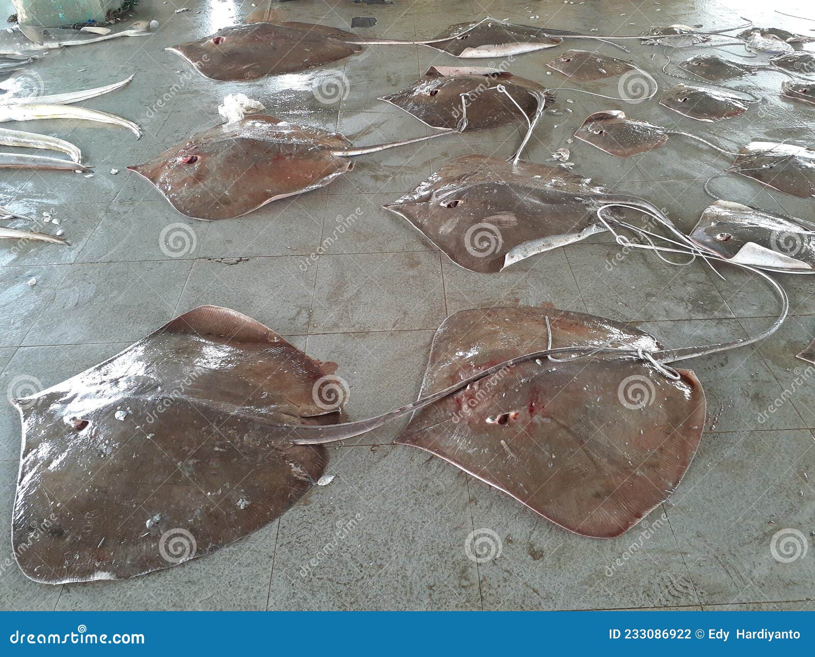 Some fresh stingrays stock photo. Image of fish, fishing - 233086922
