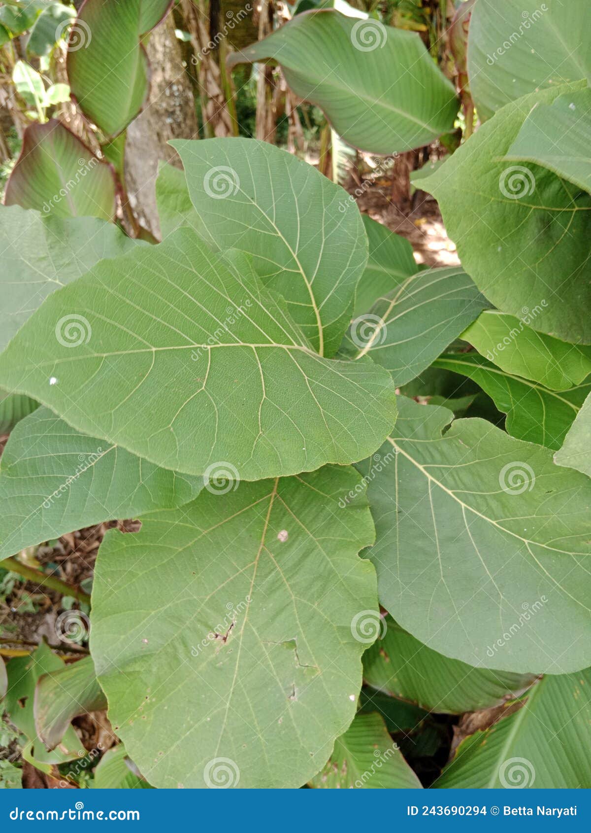 Some Fresh Teak Leaves are Green Stock Photo - Image of teak, leaves ...