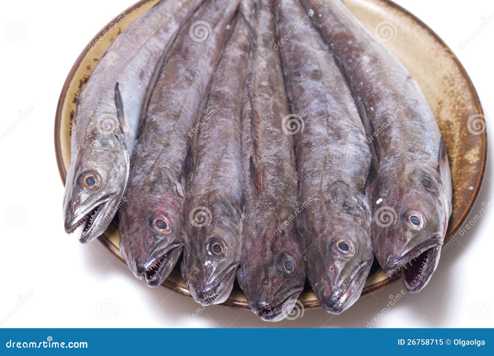 Some fresh young hakes stock image. Image of sardine - 26758715