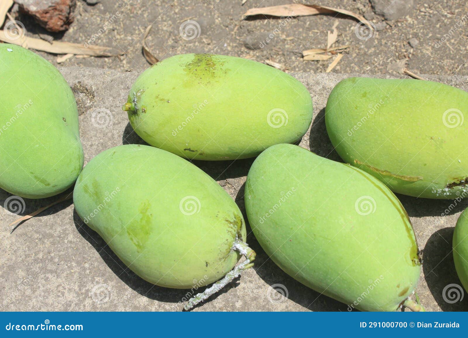 Young mango fruit stock photo. Image of ripe, nutrition - 291000700
