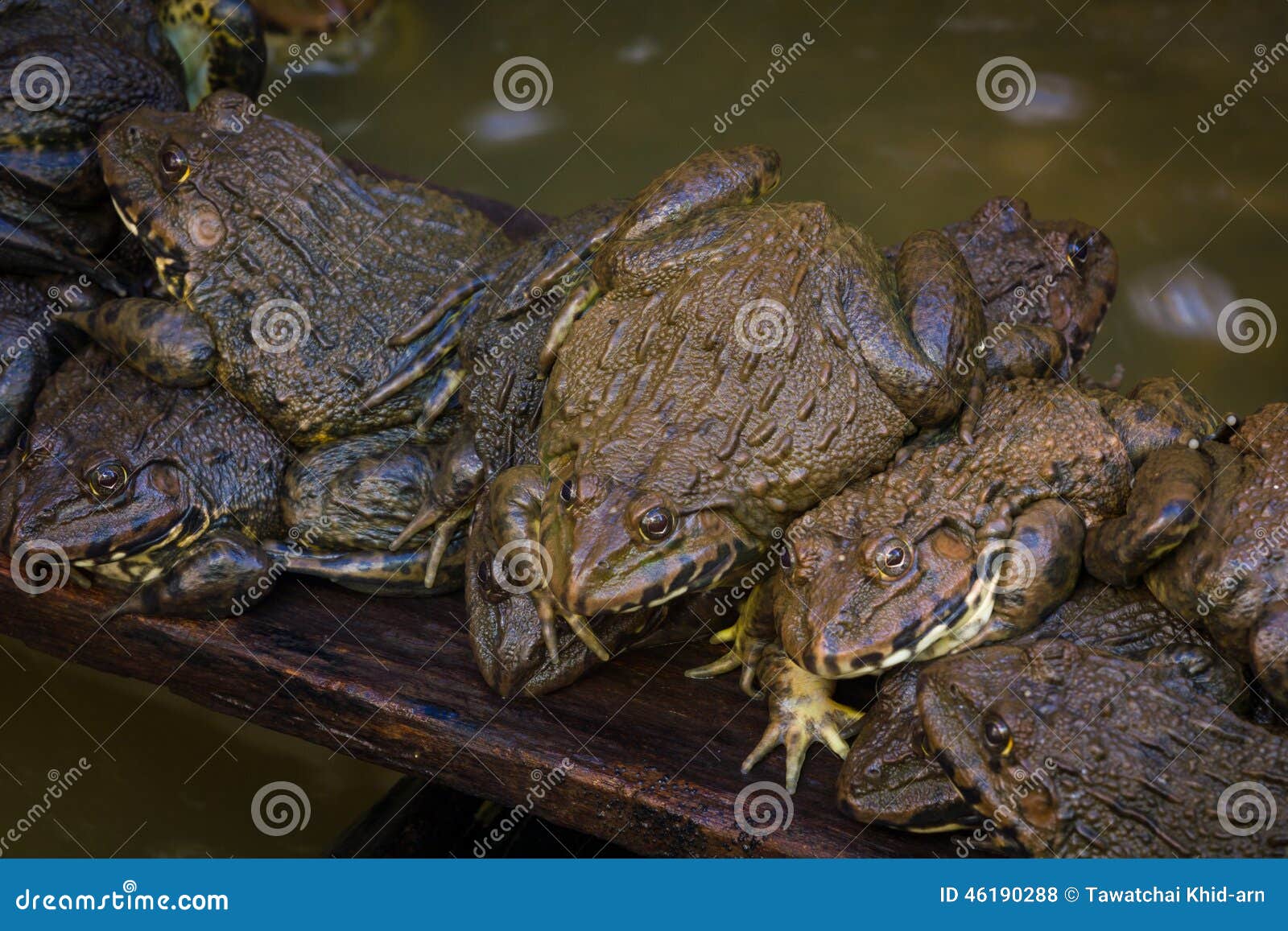 Some Frogs at Frog Farm in Thailand Stock Photo - Image of lake ...
