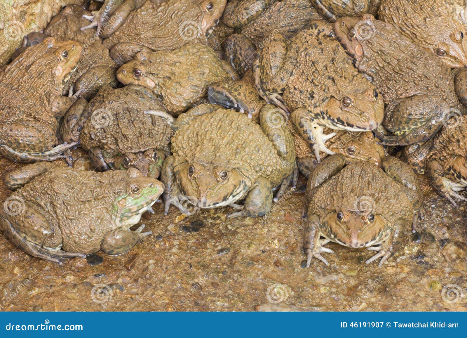 Some Frogs at Frog Farm in Thailand Stock Image - Image of bullfrog ...