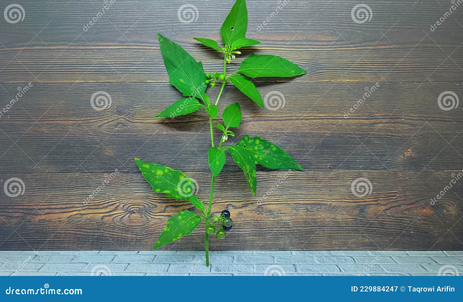 Some of the Fruit of Ranti are Already Ripe Stock Image - Image of ...