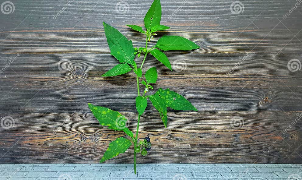 Some of the Fruit of Ranti are Already Ripe Stock Image - Image of ...