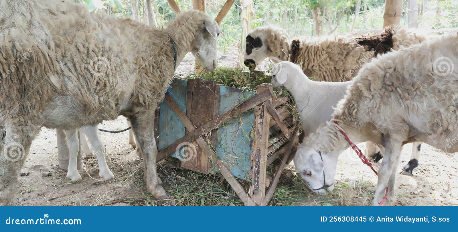 Some Goats are Eating Grass in the Barn Stock Image - Image of domestic ...