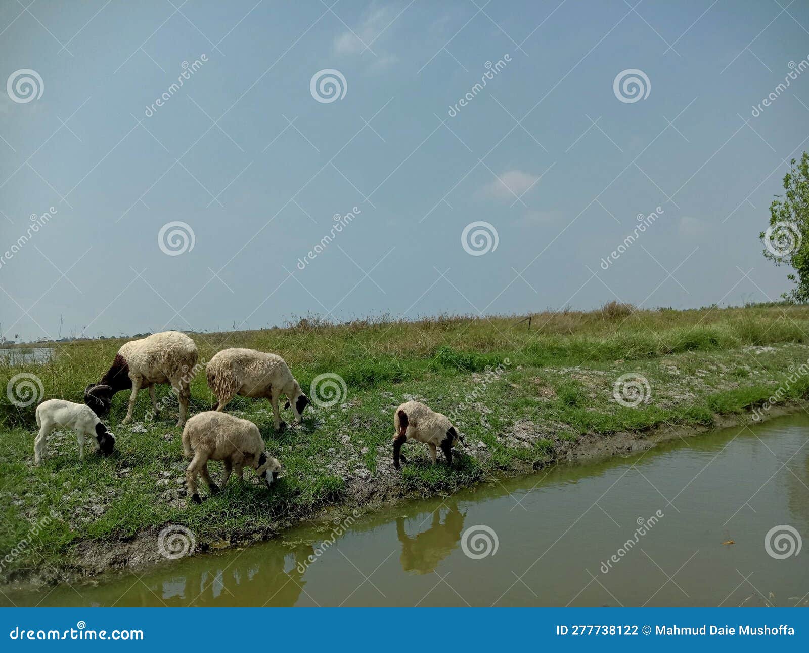 SOME GOATS are EATING GRASS Stock Photo - Image of eating, grass: 277738122