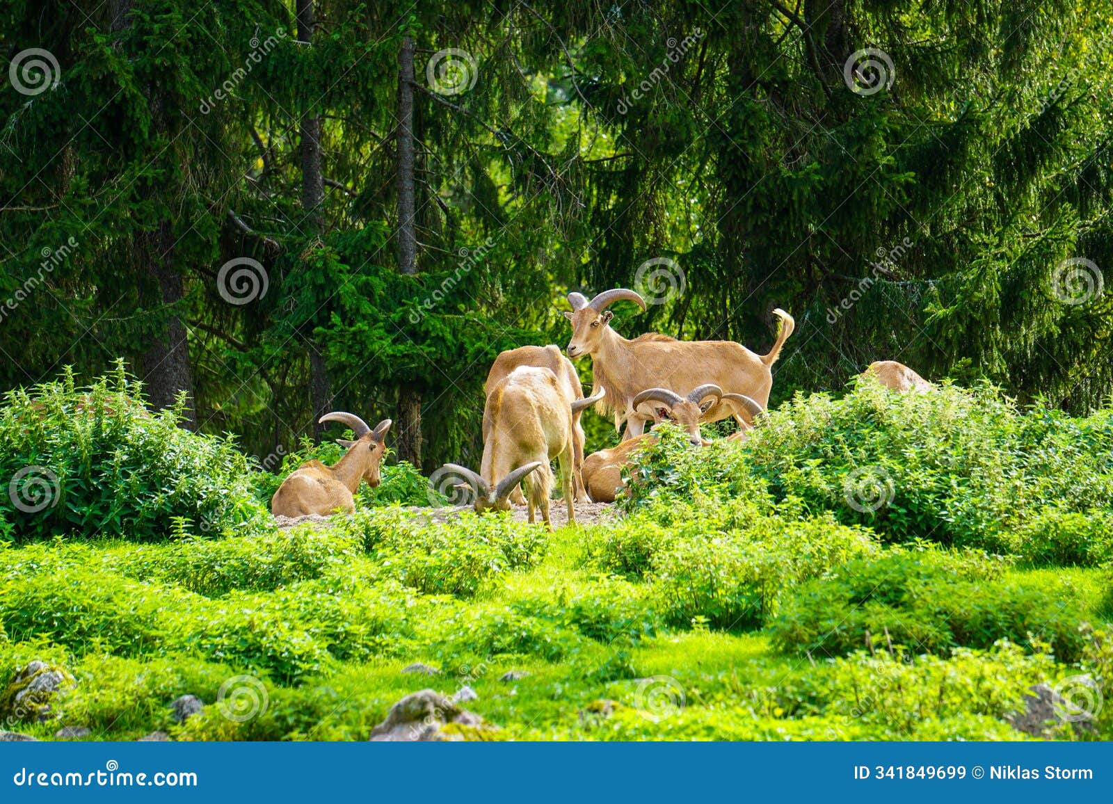Some goats on a field stock image. Image of nature, beautiful - 341849699