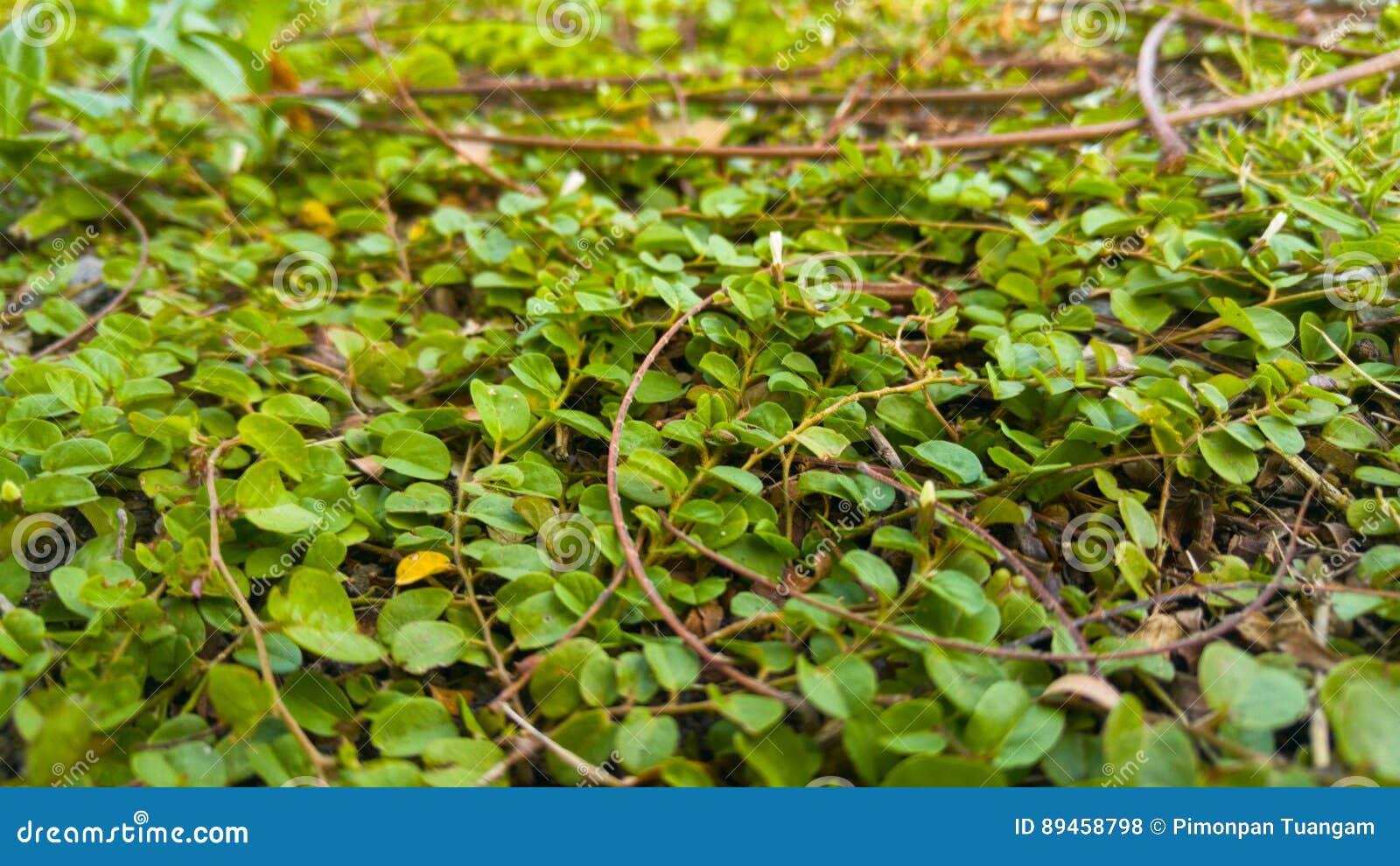 Some grass on the ground. stock photo. Image of cuisine - 89458798