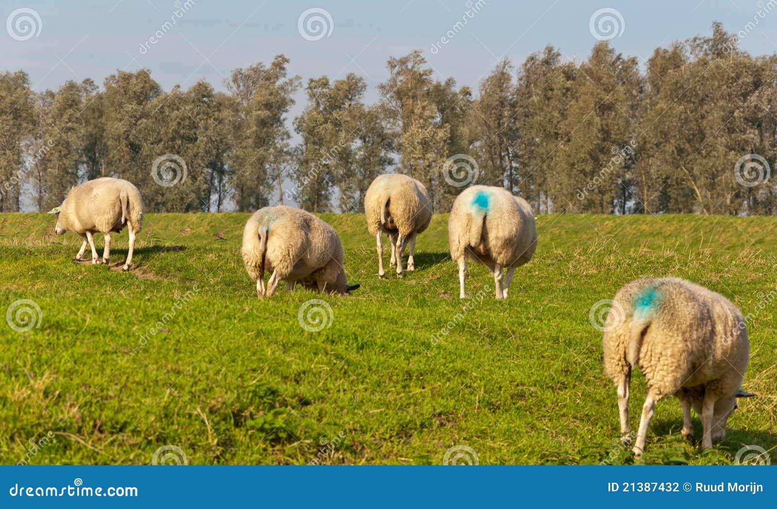 Ewe Female Sheep With Newborn Lamb In Lush Green Meadow. Black Forest ...