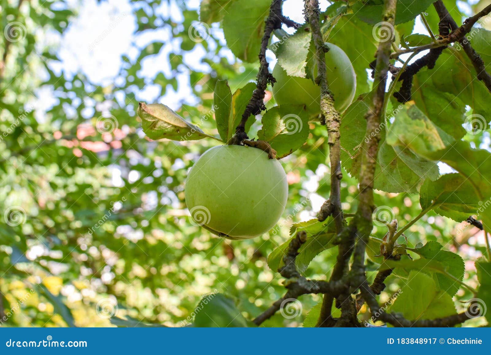 Green Apples Hanging on a Tree in a Garden Stock Image - Image of ...