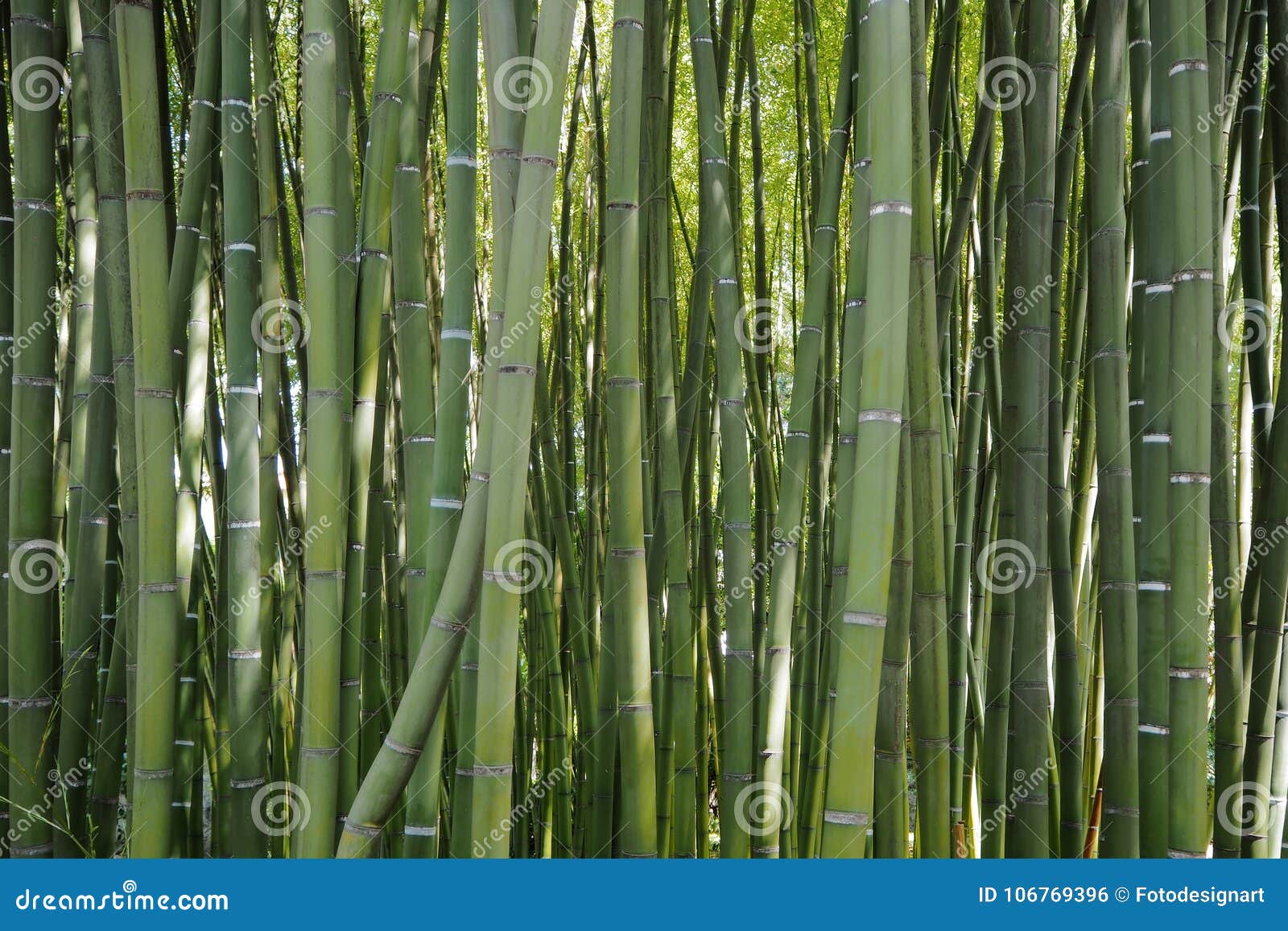 Some Green Bamboo Cane in a Forest Stock Photo - Image of cane ...