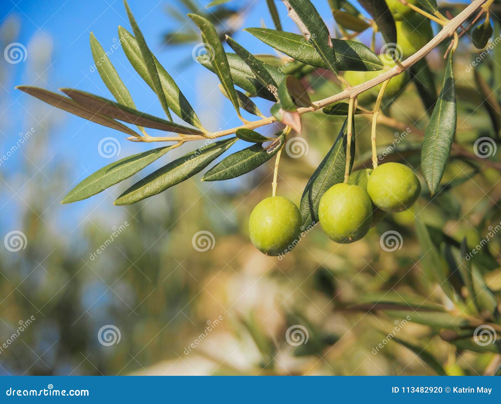 Some Green Olives on the Branch of an Olive Tree in Croatia Stock Photo ...
