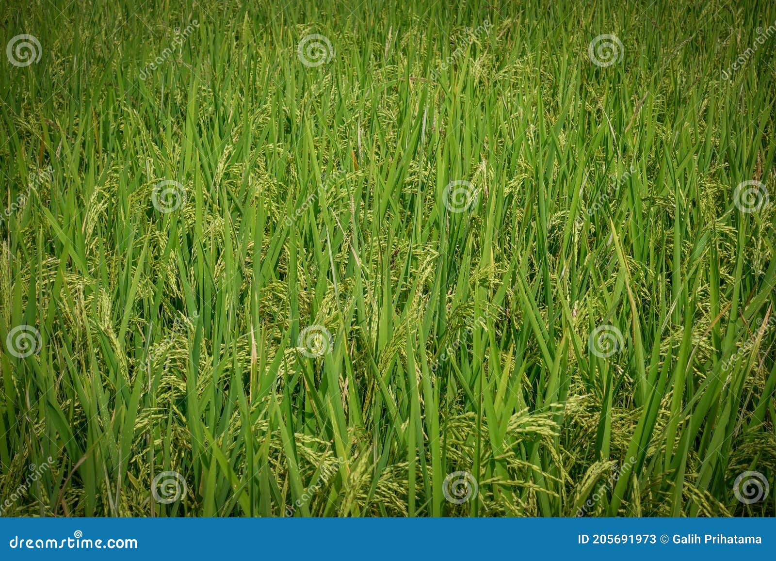 Some Green Rice Paddy stock image. Image of agriculture - 205691973