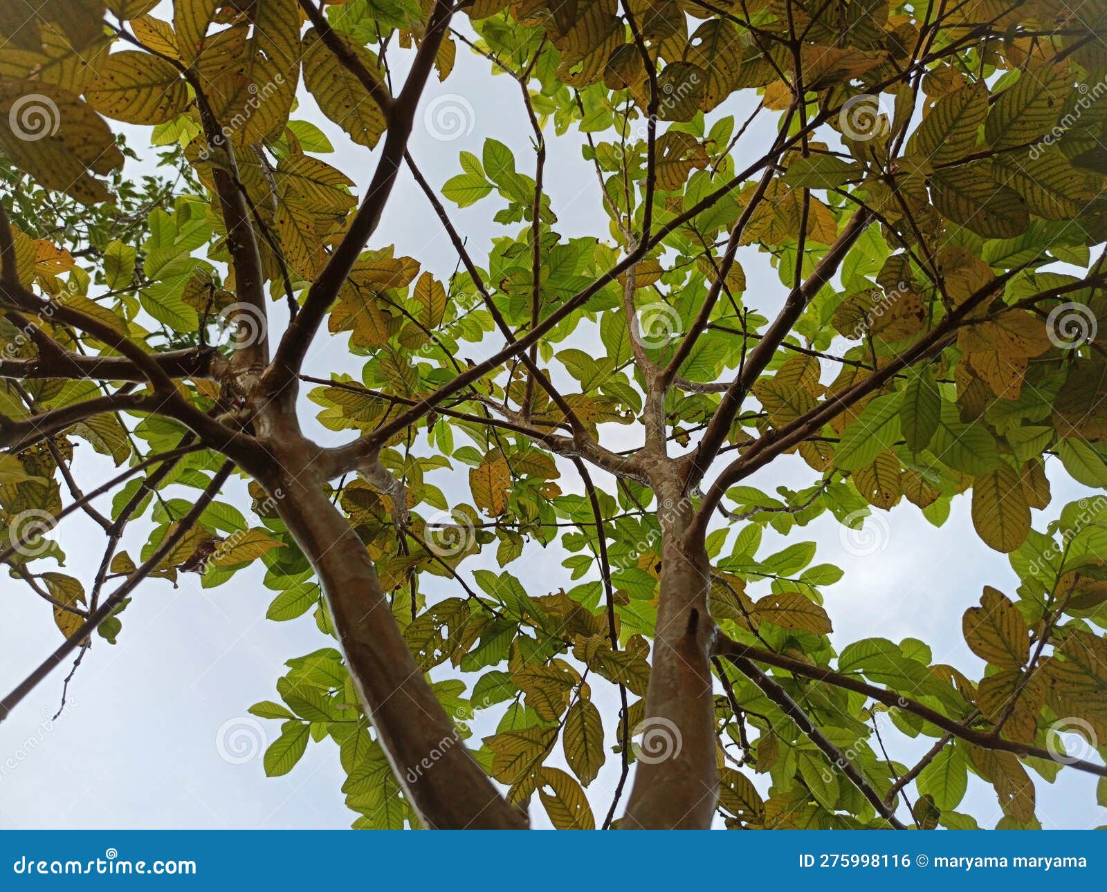 Some of the Guava Tree Leaves Dry Up Stock Photo - Image of tree, green ...