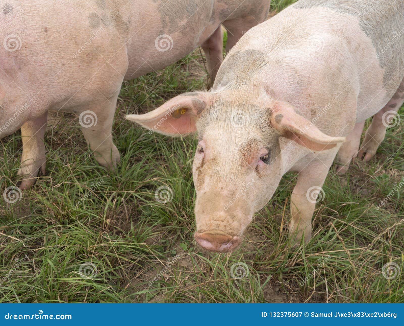 Two pink pigs stock image. Image of agriculture, farming - 132375607