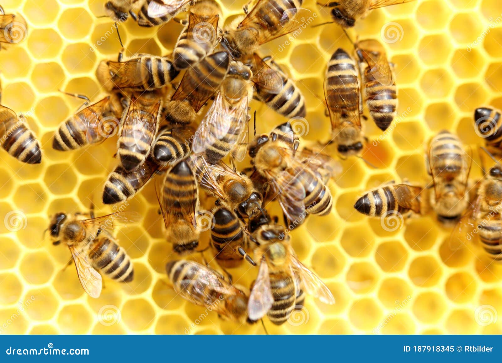 Some Honey Bees are Working in a Hive Stock Image - Image of gold ...
